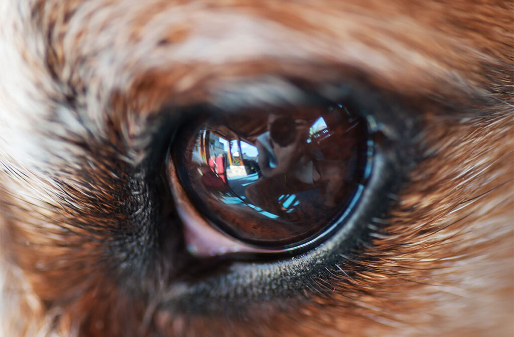 5 Signs of Glaucoma Every Dog Owner Should Know - Pawsome Blog